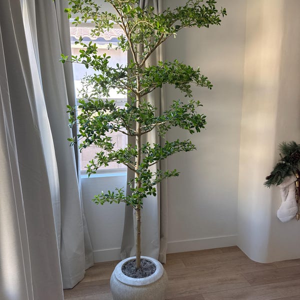 Faux Black Olive Tree, Shady Lady Tree, Black Olive Tree, Olive Tree - Etsy