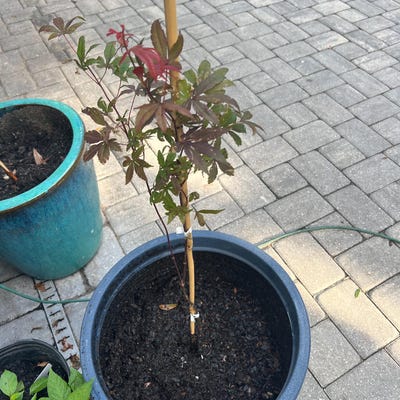Bloodgood Japanese Maple 18/24 in an ABP Container - Etsy