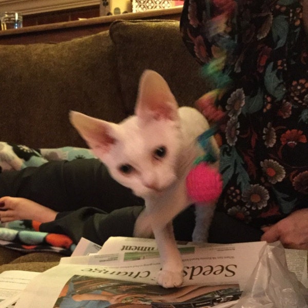 Jingle Bell Ball Cat Toys With Stretchy Curlicues - Etsy