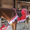 Destrier Horse Costume Medieval Barding Costume Equine Jousting ...