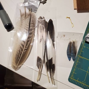 Small Crow Wing Feathers ethically Sourced | Etsy