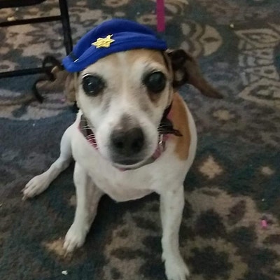 DOG KIPPAH Hanukkah Hat and Bow Set for Dog or Cat /hanukkah Pet Gift ...