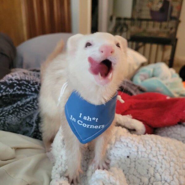Sea Breeze Ferret Bandana - Ferret Scarf - Ferret Accessories - Clothes ...