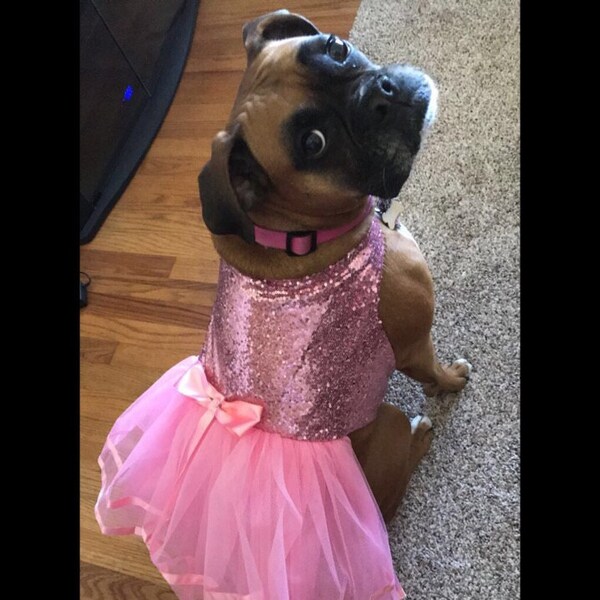 Beautiful Pink Sequinned Tu Tu Dog Dress for Small Breed Dogs Designer ...