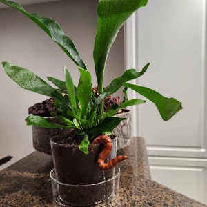Earthworm Pot Pal Plant Pot Accessory - Etsy