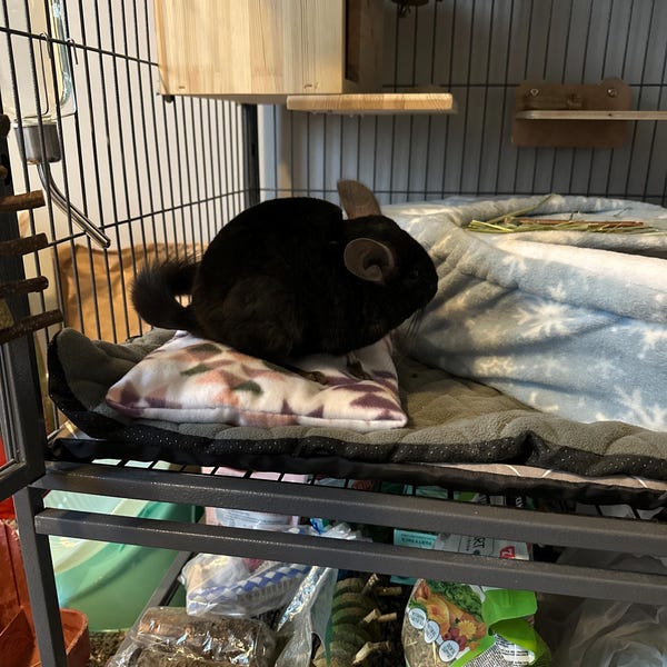 Petal Piñata – Chinchilla / Rat / Degu / Rabbit / Guinea Pig / Hamster ...