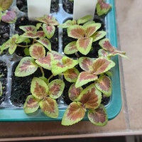 Red CIMICIFUGA BUGBANE Black Cohosh Snakeroot Hardy Perennial Shade ...