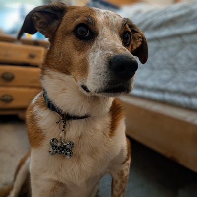 Squiggle Arch Rainbow Iridescent Acrylic Earrings - Etsy