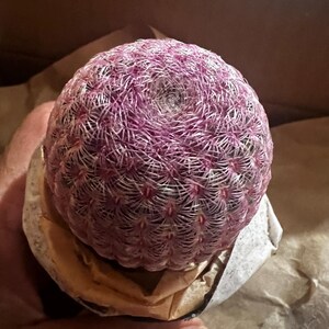 Fire Stick Cactus 6 Inch Sticks on Fire Cactus Tirucalli Live Cacti ...