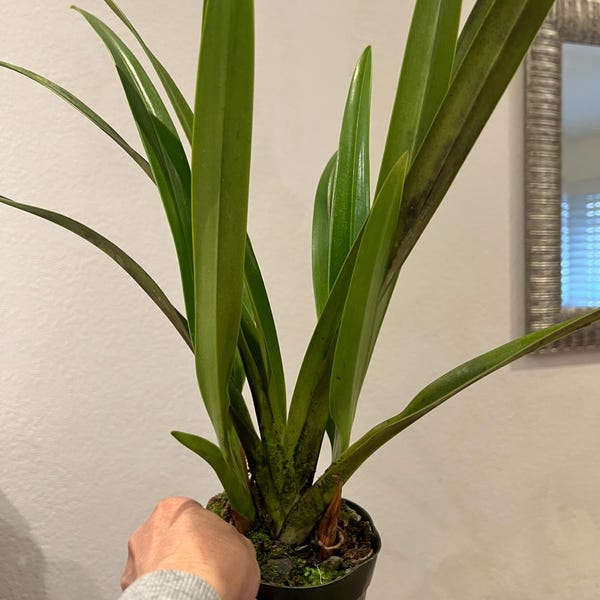 Rlc. Sung Ya Green 'mailman' (2.5” Pot) - Etsy