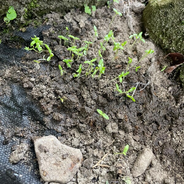 AGASTACHE RUPESTRIS Seeds *FREE Shipping!* Fresh & Organic Mexican ...