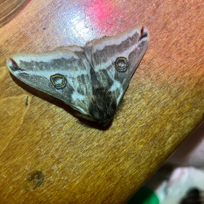 Agapema Anona Saturn Moth Saturniidae Arizona - Etsy