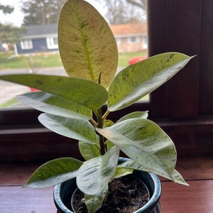 Plant Heat Pack - Etsy