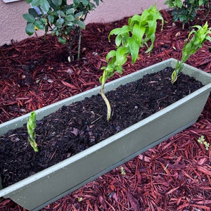 2 Raspberry Plants Joan J Completely Thornless Everbearing - Etsy