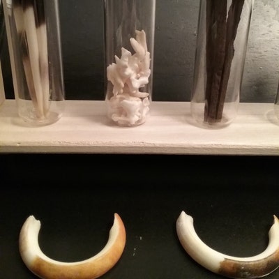 Real Animal Teeth Assorted Species 25 Pieces Stock No. 1-52 - Etsy