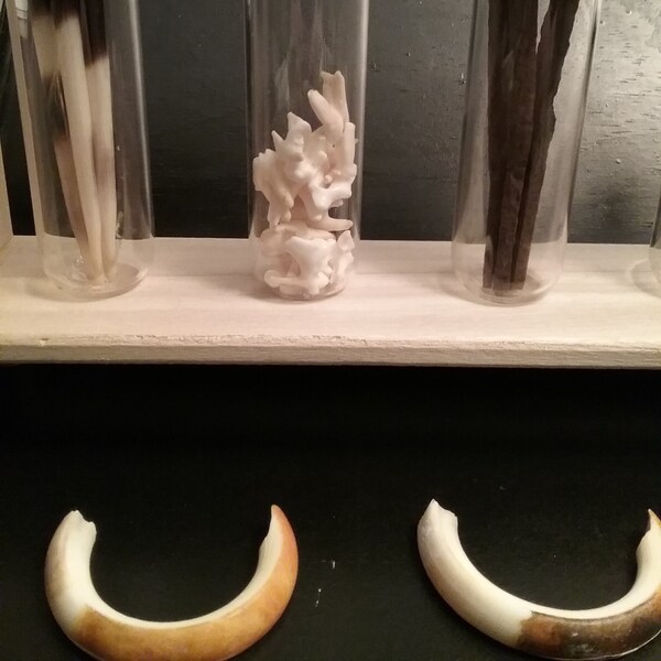 Real Animal Teeth - Assorted Species - 25 Pieces - Stock No. 1-52 - Etsy