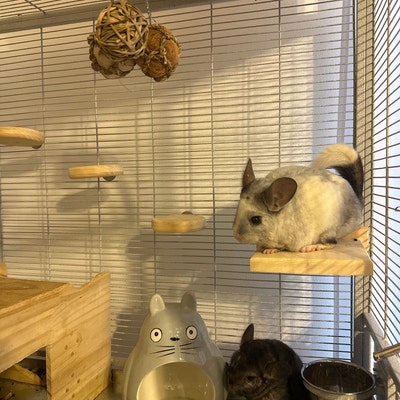 Chinchilla Hut Hideout House Free Standing House for Chinchilla Kiln ...