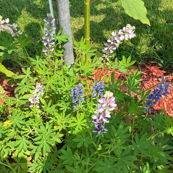 Gloria Cosmos Seeds | Cosmos Bipinnatus | Non-gmo | Flower Seeds | Seed ...