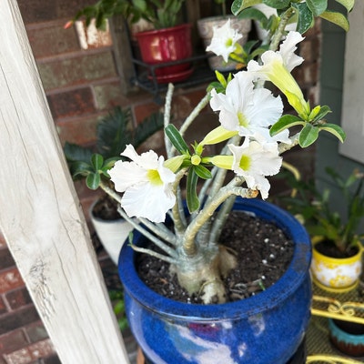 Rare Adenium Obesum Arabicum, Beautiful White Flowers Fat Caudex ...