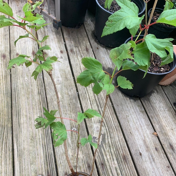 25 Poke Seeds - Etsy