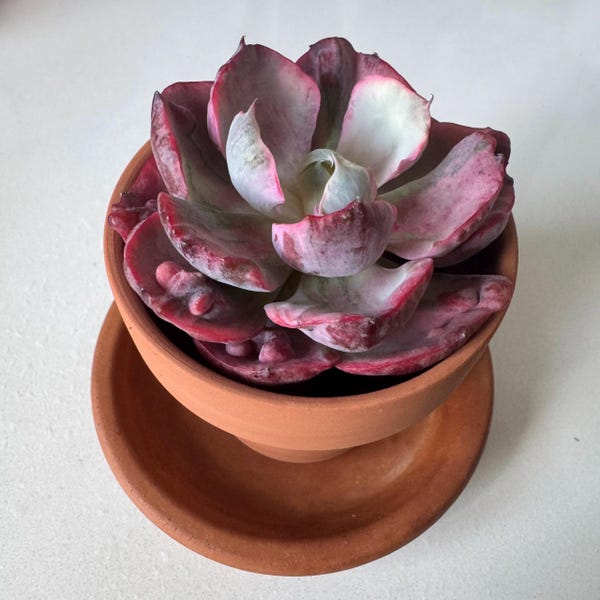 Mix Rare Live Succulent Plants Advanced Level Blind Box, 2-3.5" Random ...