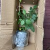 Meredith Hybrid Tea Rose Large Pink Rose - Ship in 5 Inch Pot - Etsy