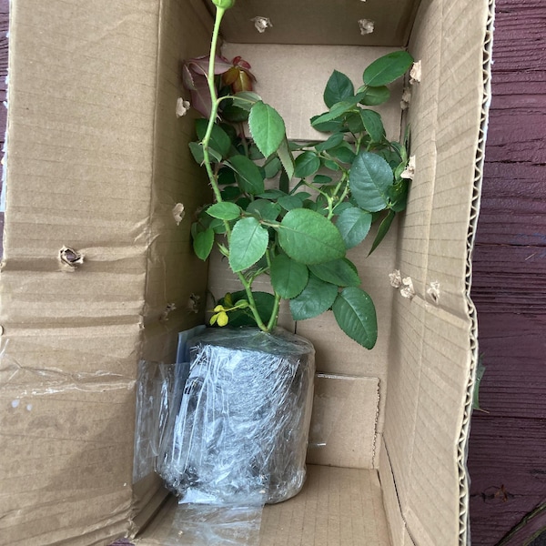 Meredith Hybrid Tea Rose Large Pink Rose - Ship in 5 Inch Pot - Etsy