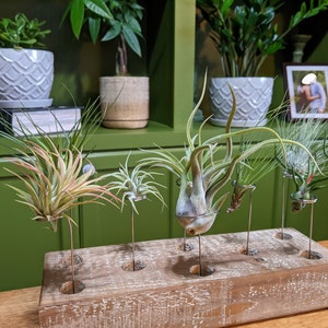 Tillandsia Bulbosa Alien Air Plant - Etsy