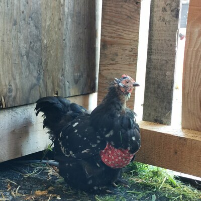 Chicken Bra Crop Support Pendulous Crop Support Crop Bra - Etsy UK