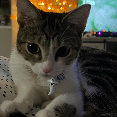 Cat Bells Special Character Jingle Bells Cat Collar Bells Extra Loud ...