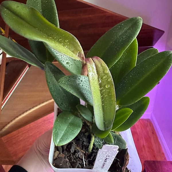 Live Orchid Plant Brassocattleya Hamlyn's Magic 'leilani', Blooming ...