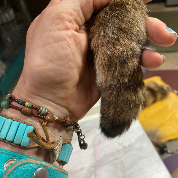 Bobcat Tail Keychain - Etsy