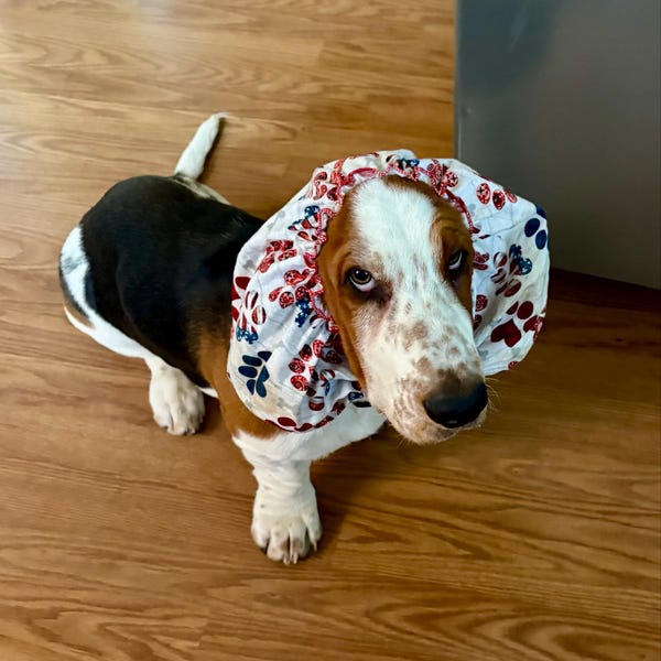 Dog Snood: Long Ear Protector for Cavalier Spaniels and Basset Hounds ...