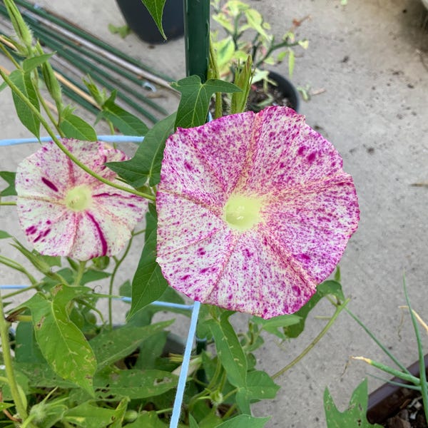 Love Parade Yarrow | Achillea Sibirica Var. Camtschatica | Lovely ...
