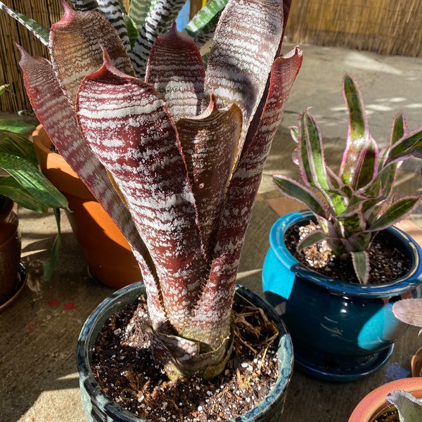 Hohenbergia 'fudge Ripple' - Etsy