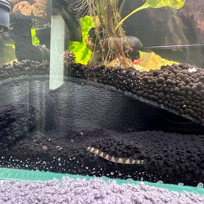 Aquarium Naval Floating Mine - Etsy