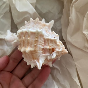 Nessastores Mexican Deep Sea Shell Beach Craft Scallop 2 - Etsy
