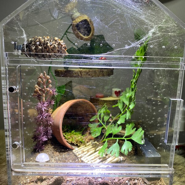 Jumping Spider Barrel Hide With Vine Ladder - Etsy