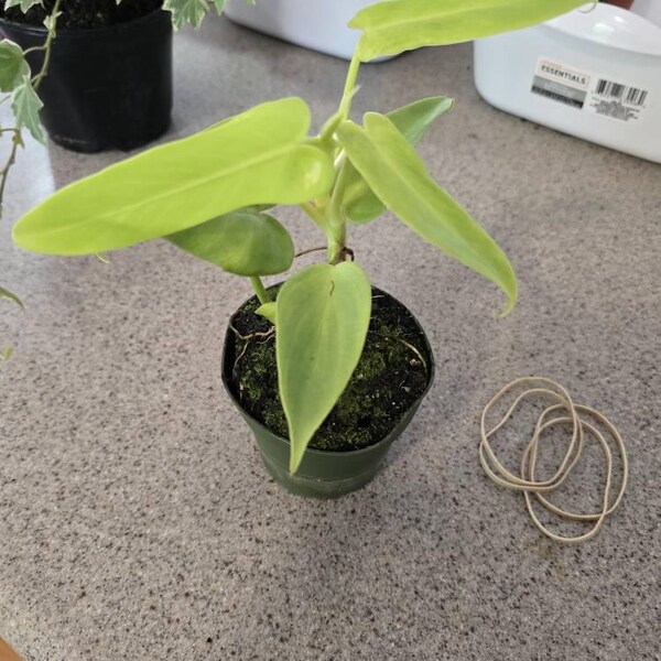 Hunter's Venom African Violet Live Plant, Young Starter in a 4" Pot ...