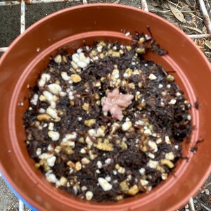 Natural Forest Mulch/humus organic Additive for Soils and - Etsy