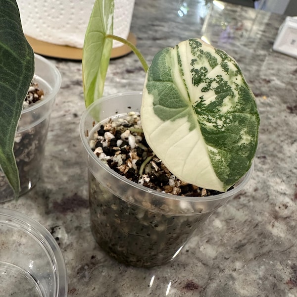 Philodendron Fire Princess Rooted in Soil, Actively Growing - Etsy