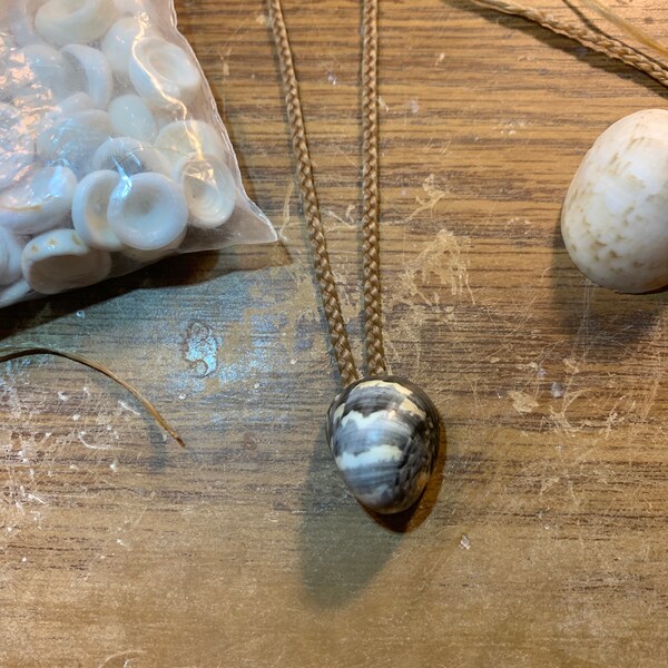 Laiki Miter Hawaiian Seashells Shells From Kauai - Etsy