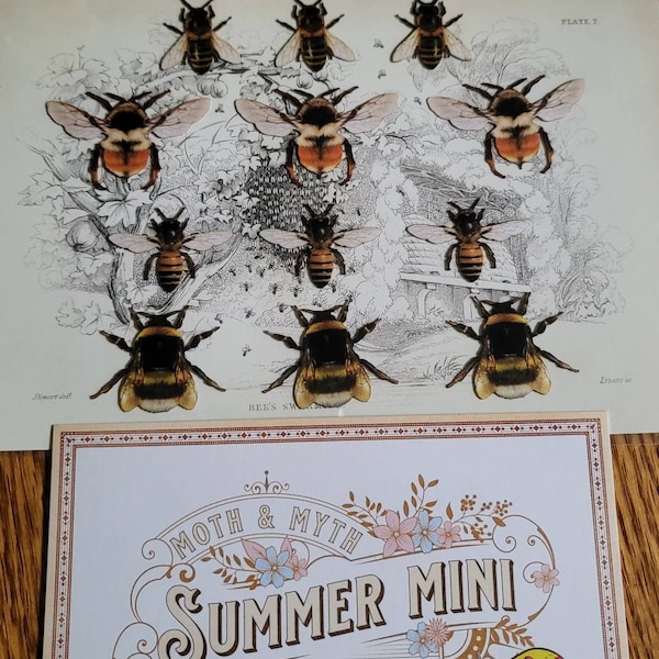 12 Realistic Paper Bee Cutouts, Double-sided Honeybee Craft Set - Etsy