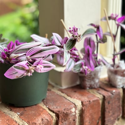 Pink Wandering Jew, Tradescantia Nanouk, Rare Houseplant in 2, 4'', 6 ...