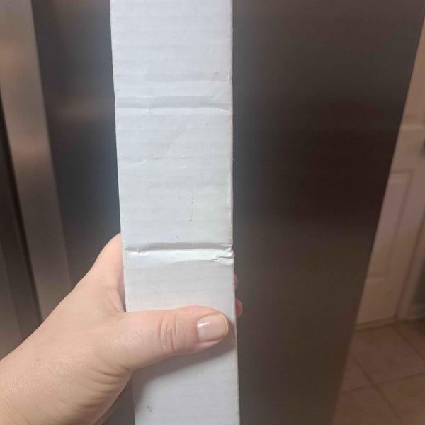 Athens Blue Princess Glory Bush Planttibouchina Urvilleanasmall Starter ...