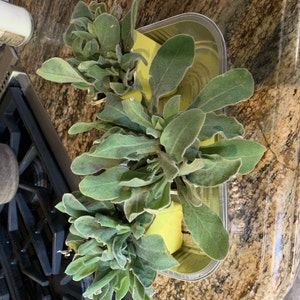 Medium Rose Campion Plant Hot Pink Flower - Etsy