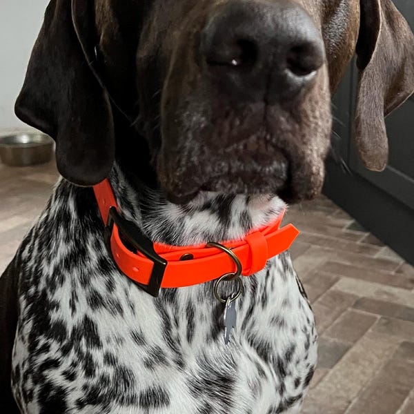 Grab Traffic Handle Lead - 2 Colour Waterproof Biothane Dog Lead With ...