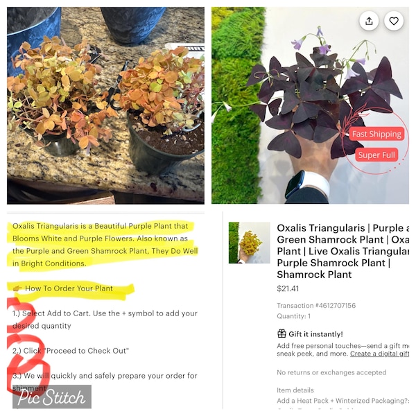 Peperomia Piper Parmatum Live Plant | Peperomia Plant Starters | Pet ...