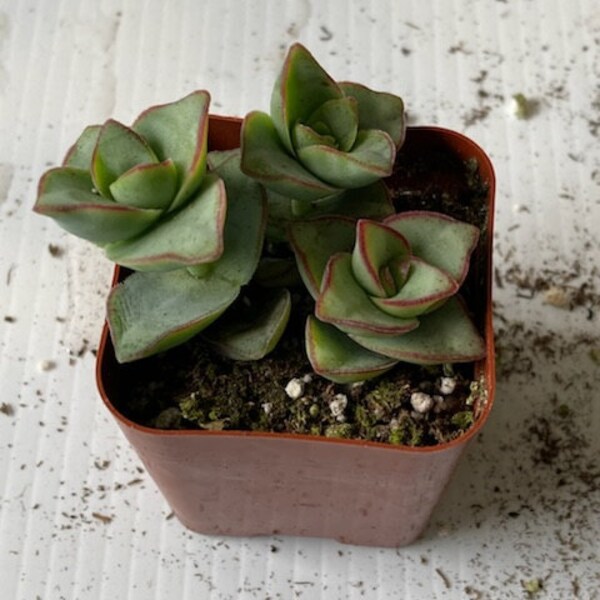 String of Buttons | 2 Inch | Crassula Perforata | Live Succulent Plant ...