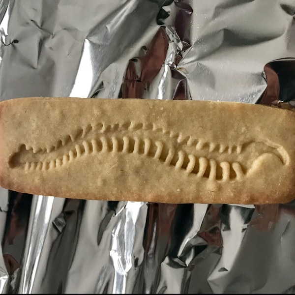 Human Spine Cookie Cutter – Backbone Anatomy Shape for Medical Student ...